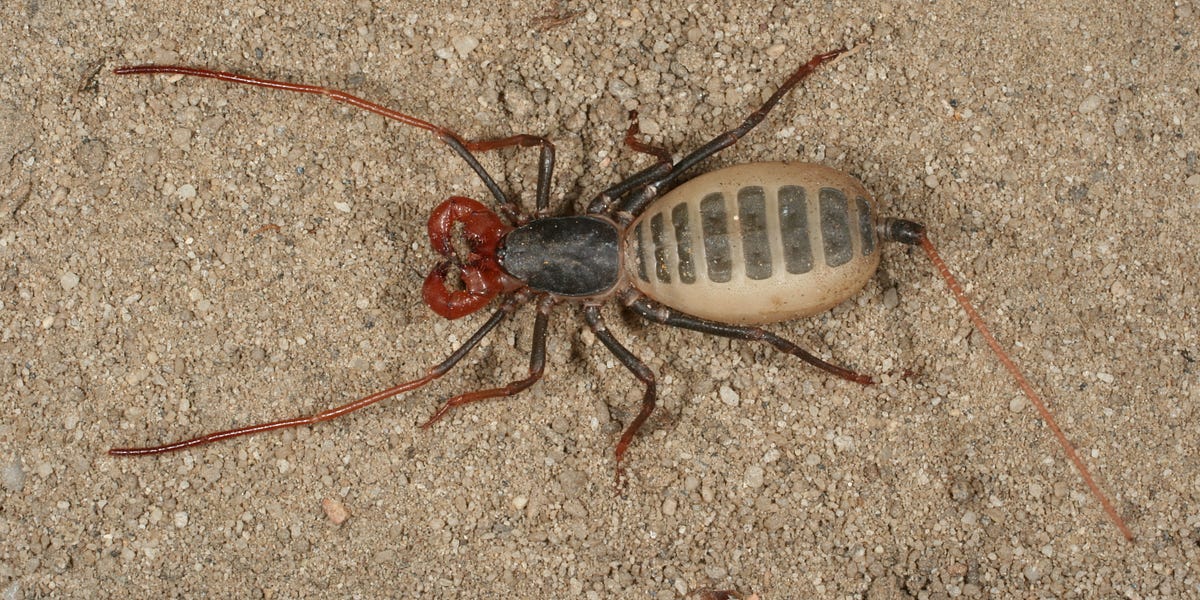 vinegaroon spider bite