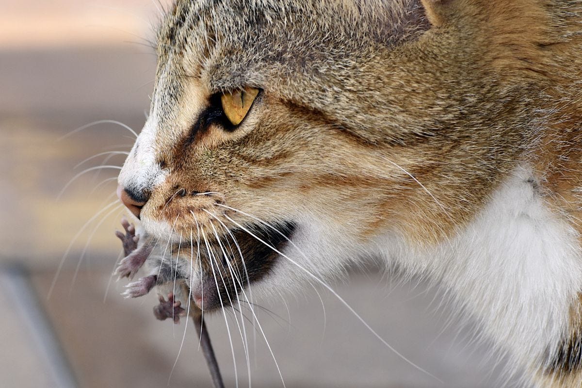 The Real Reason Smart People Stay Stuck - by Liam Naden