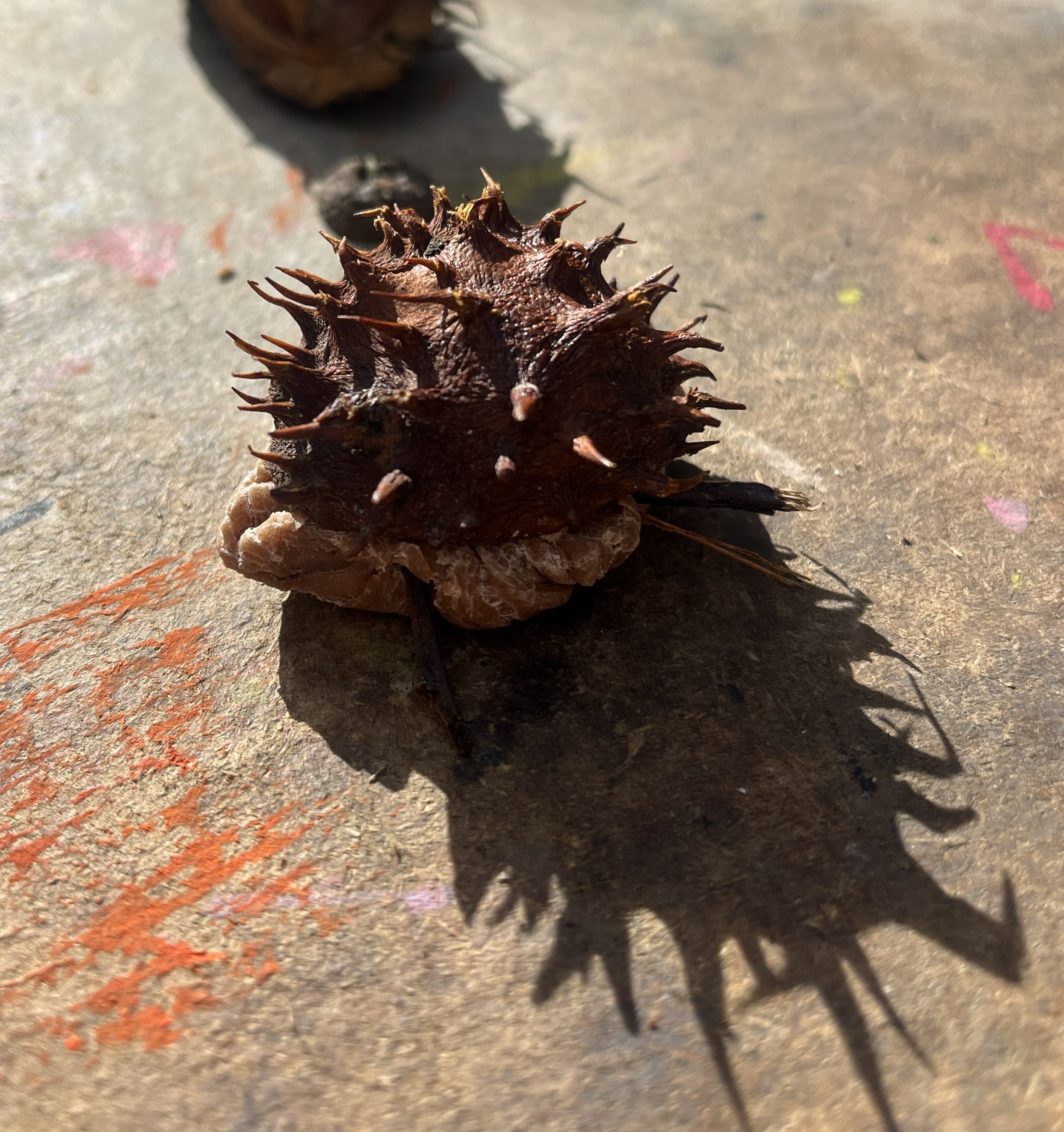 Bonkers for conkers - Wild Things - Stay Wild