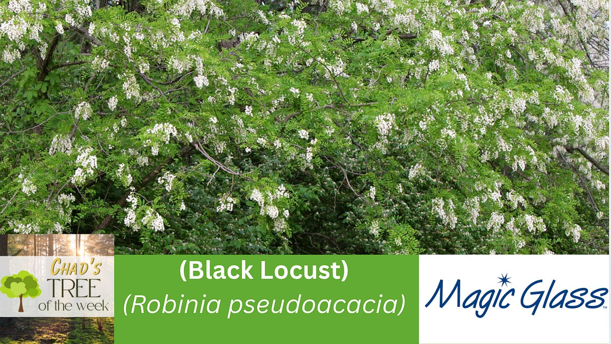 black lotus math tree