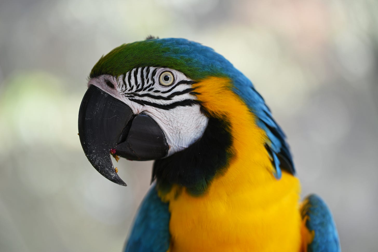 On Stochastic Parrots: Do LLMs Understand What They Say?