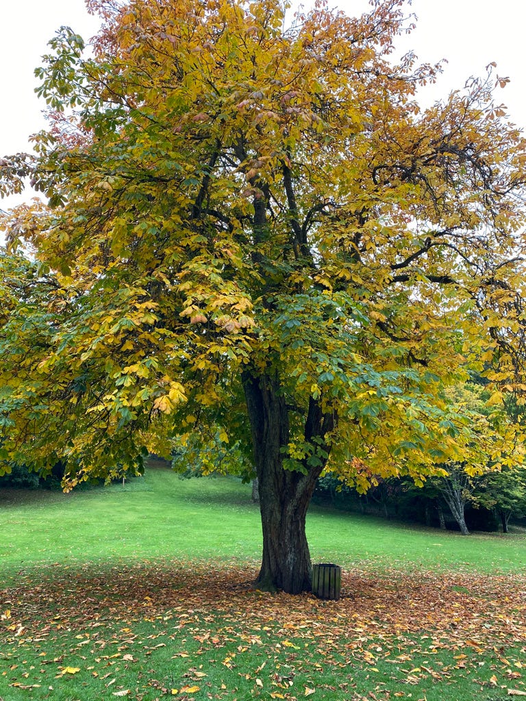 North Sea Poetry Weekend Bulletin - ballads, birds, new classes