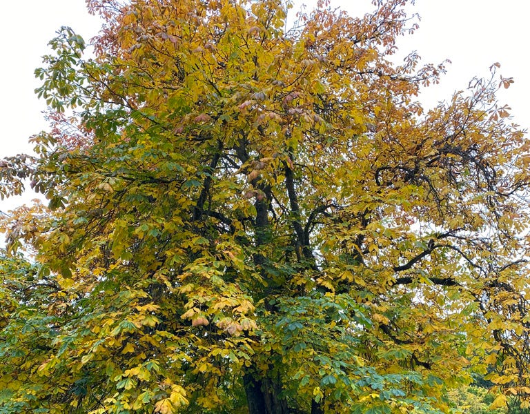 North Sea Poetry Weekend Bulletin - ballads, birds, new classes