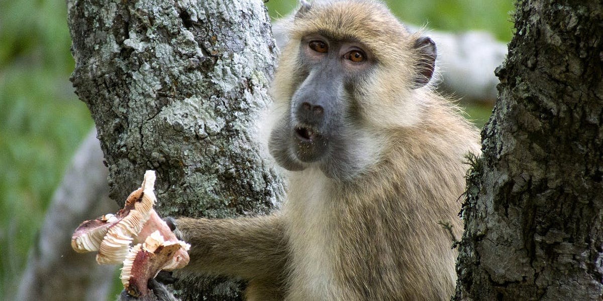 How Primates in Tanzania Reveal the Hidden Role of Mushrooms in Early ...