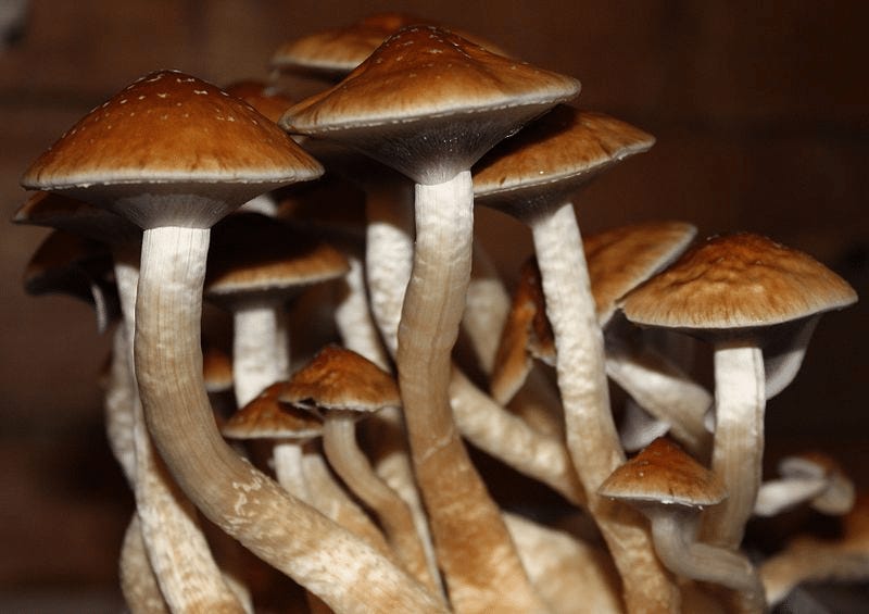 How to Identify Magic Mushrooms - by YuliOM - Fungushead