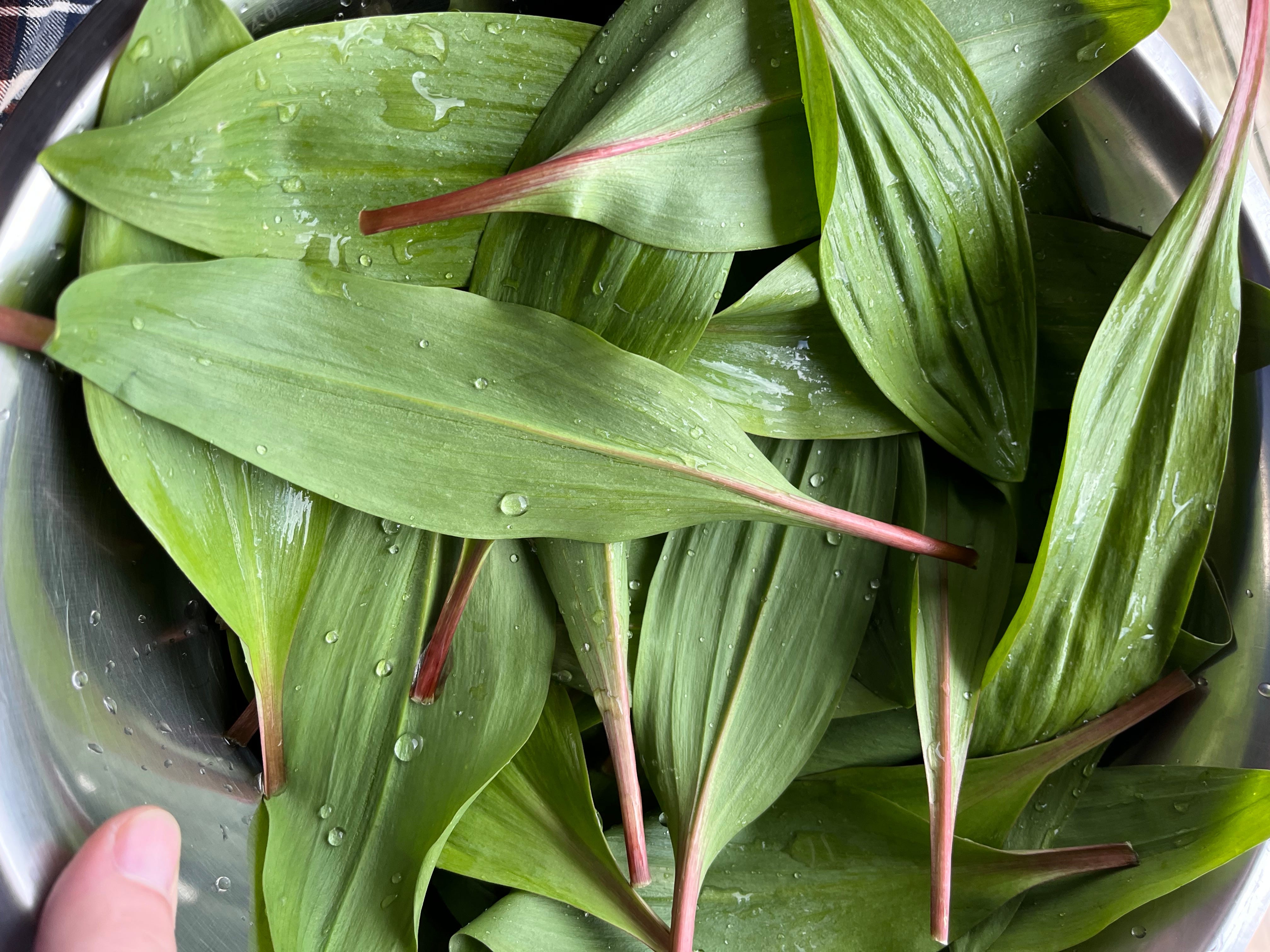 Raw Fermented Ramp Sriracha - by Gavin Mounsey