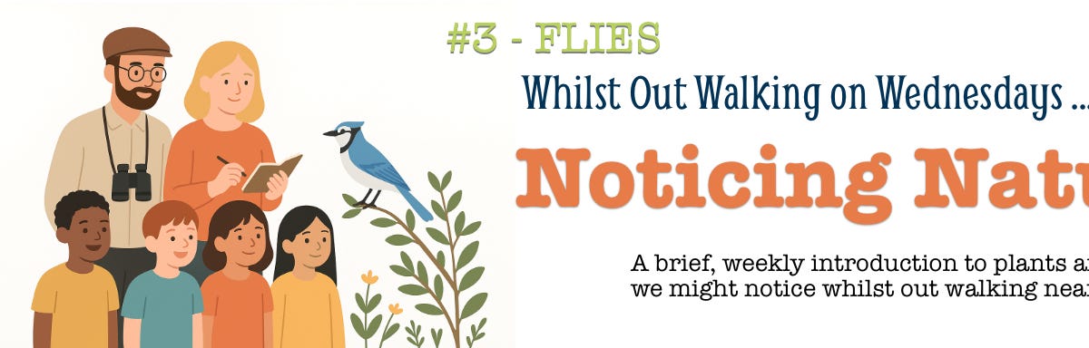 Noticing Nature #3 : Flies