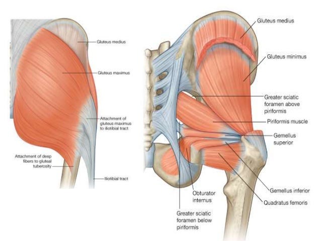 gluteal tuberosity attachments