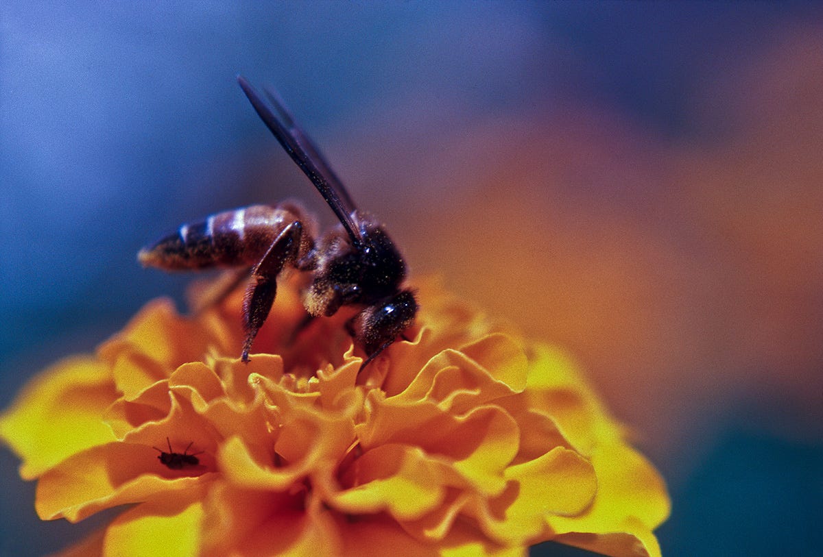 How to Take Stunning Macro Photos of Insects and Small Creatures