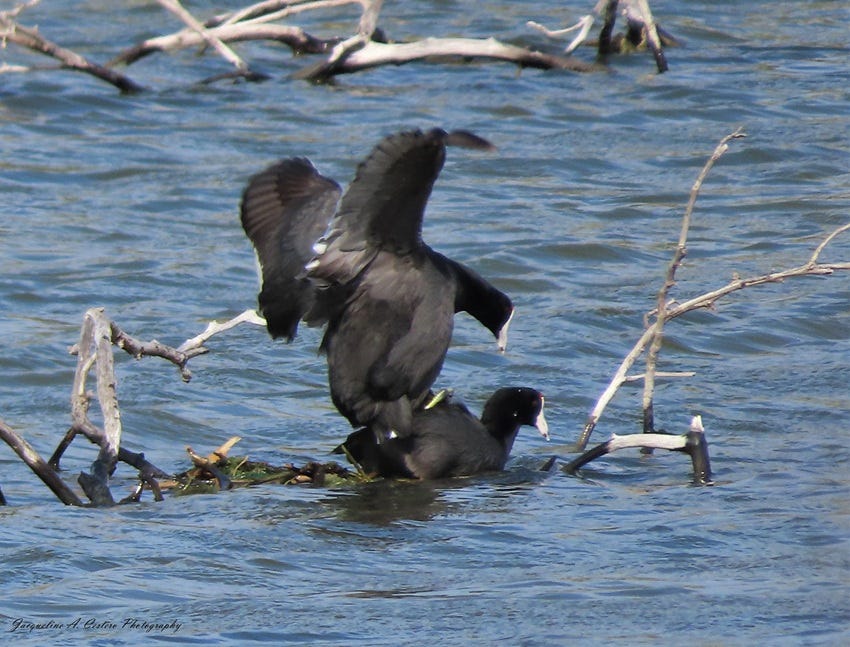 Who are you calling an "old coot?" - by Jackie Cestero
