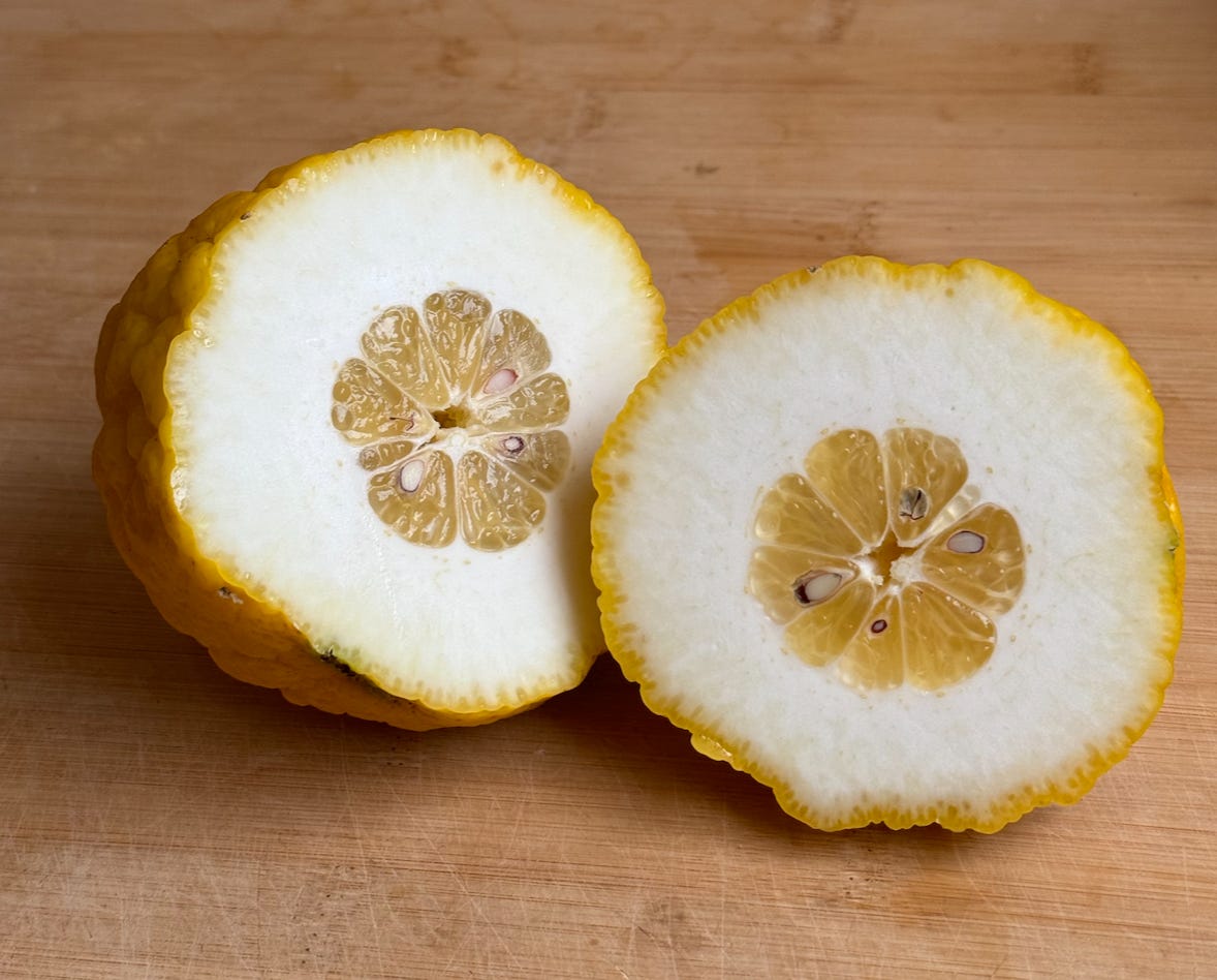 Citron - by Claire Dinhut - CondimentClaire