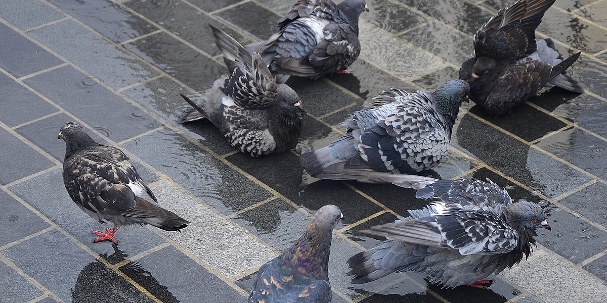 rats attacking pigeons