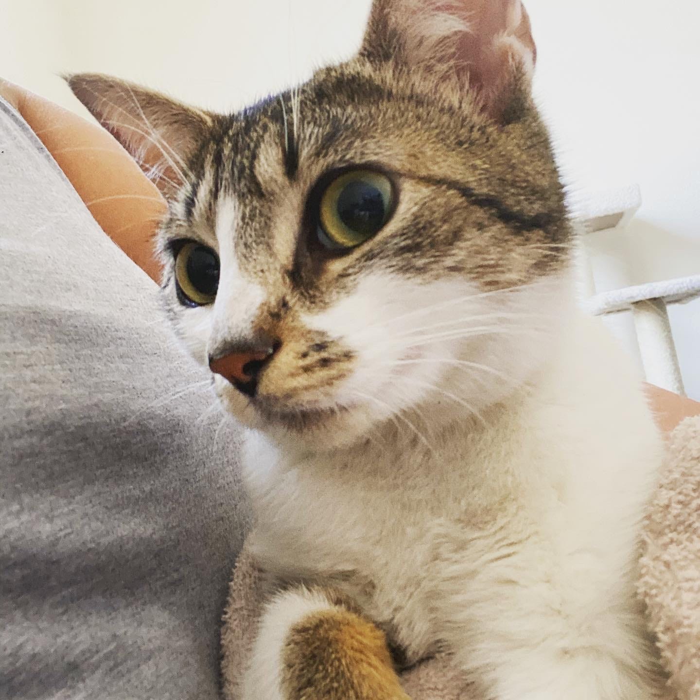 Nicole Knows | Nicole Cliffe | Substack