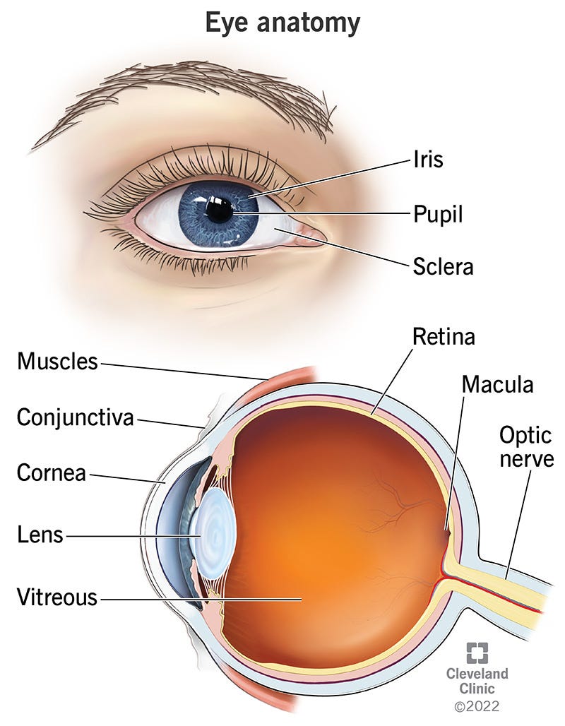 Through Roman Eyes: Translating Celsus on Ancient Ophthalmology
