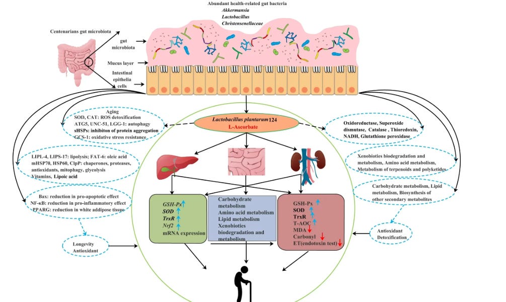 The LDL-C Risk Healthy Eaters Overlook: Longevity-Supporting Microbes ...
