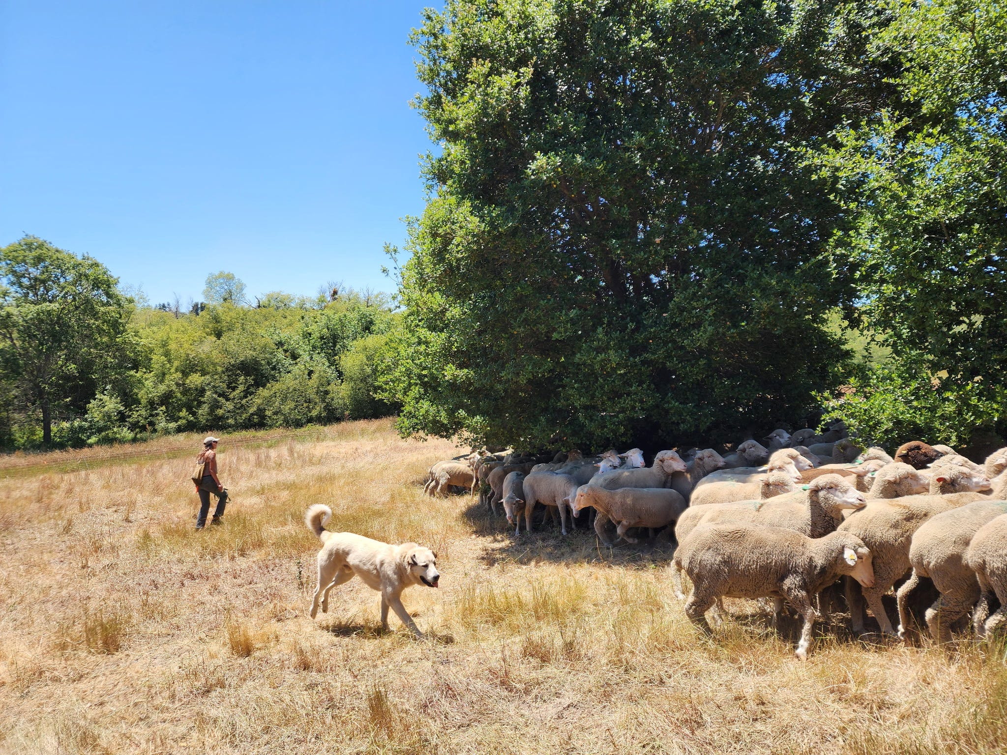 Ragle Park is using sheep to reduce the threat of wildfire