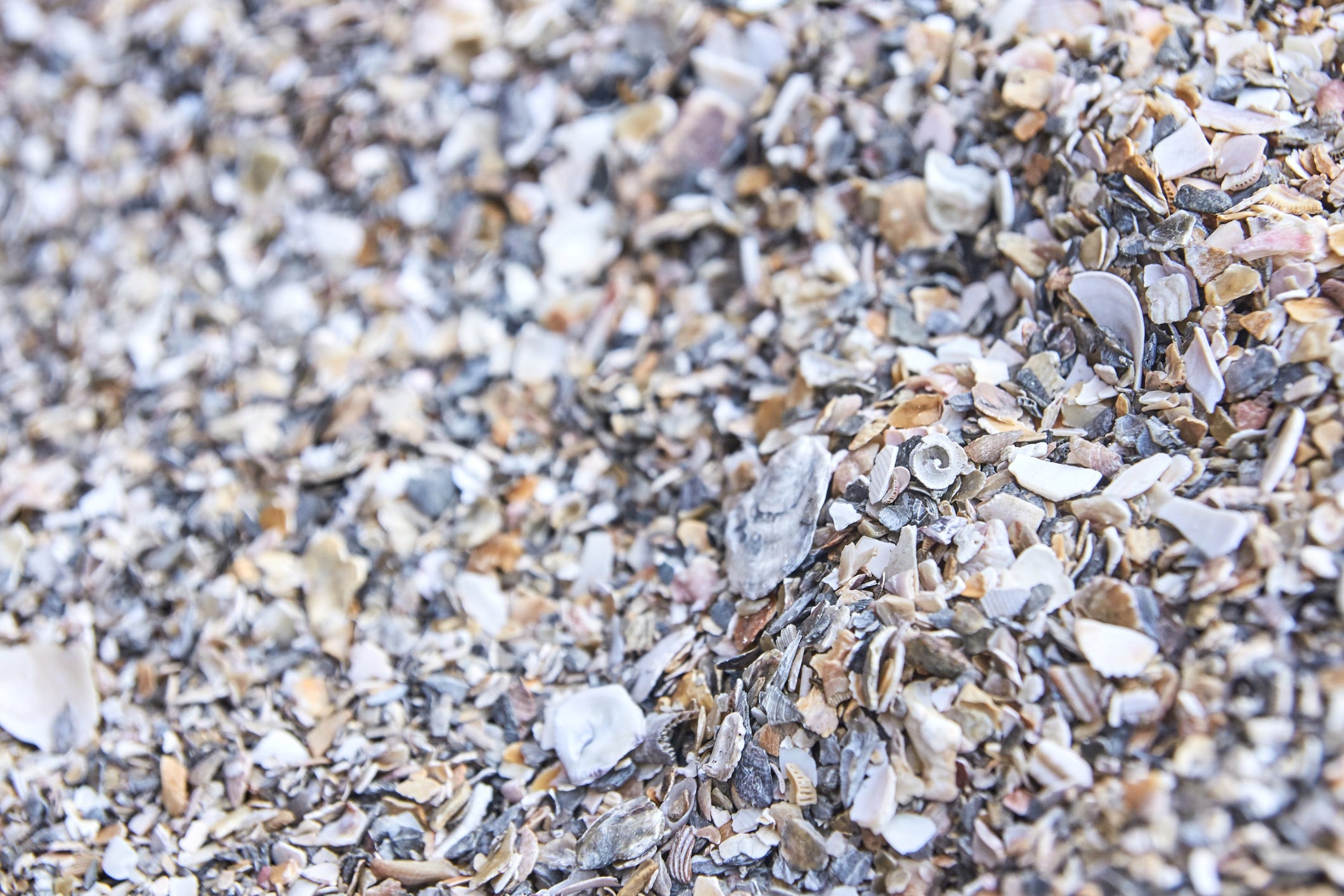 The Sacred Beauty of Broken Seashells - by RevKarla