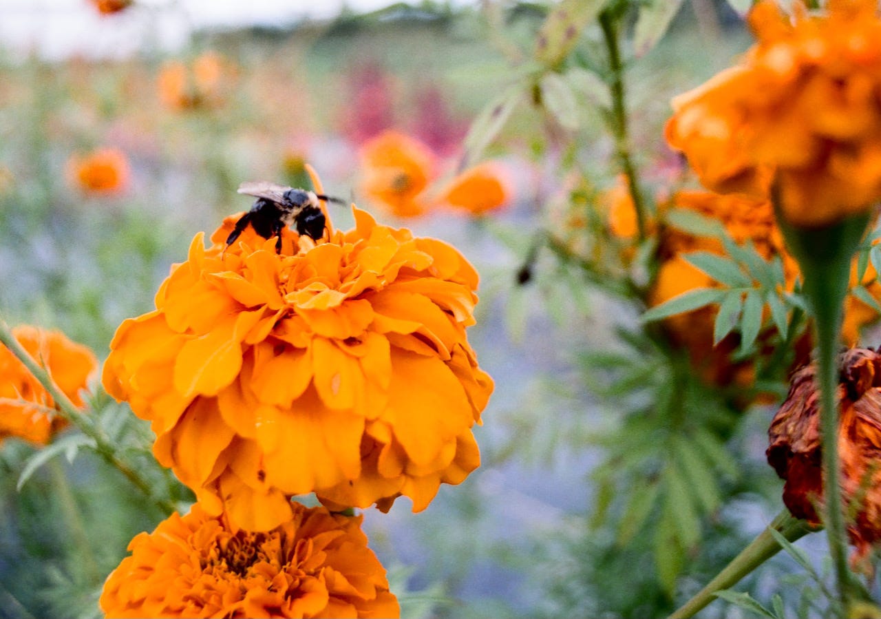 Bees and Florals of Autumn - by Hannah - Qualities of Light