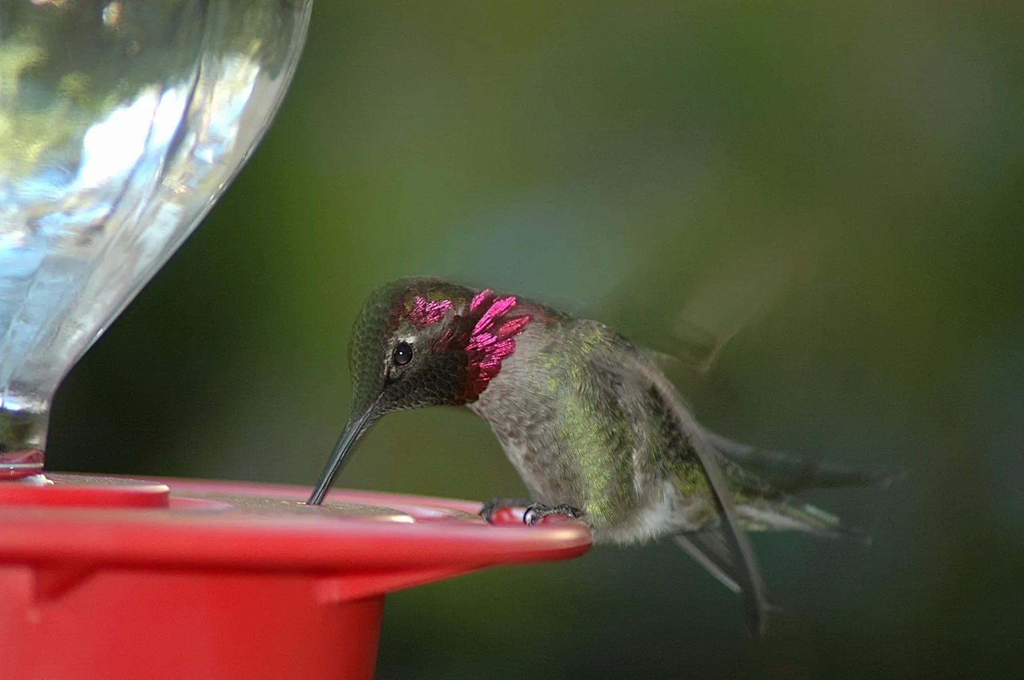How do hummingbirds survive cold nights? - by GrrlScientist