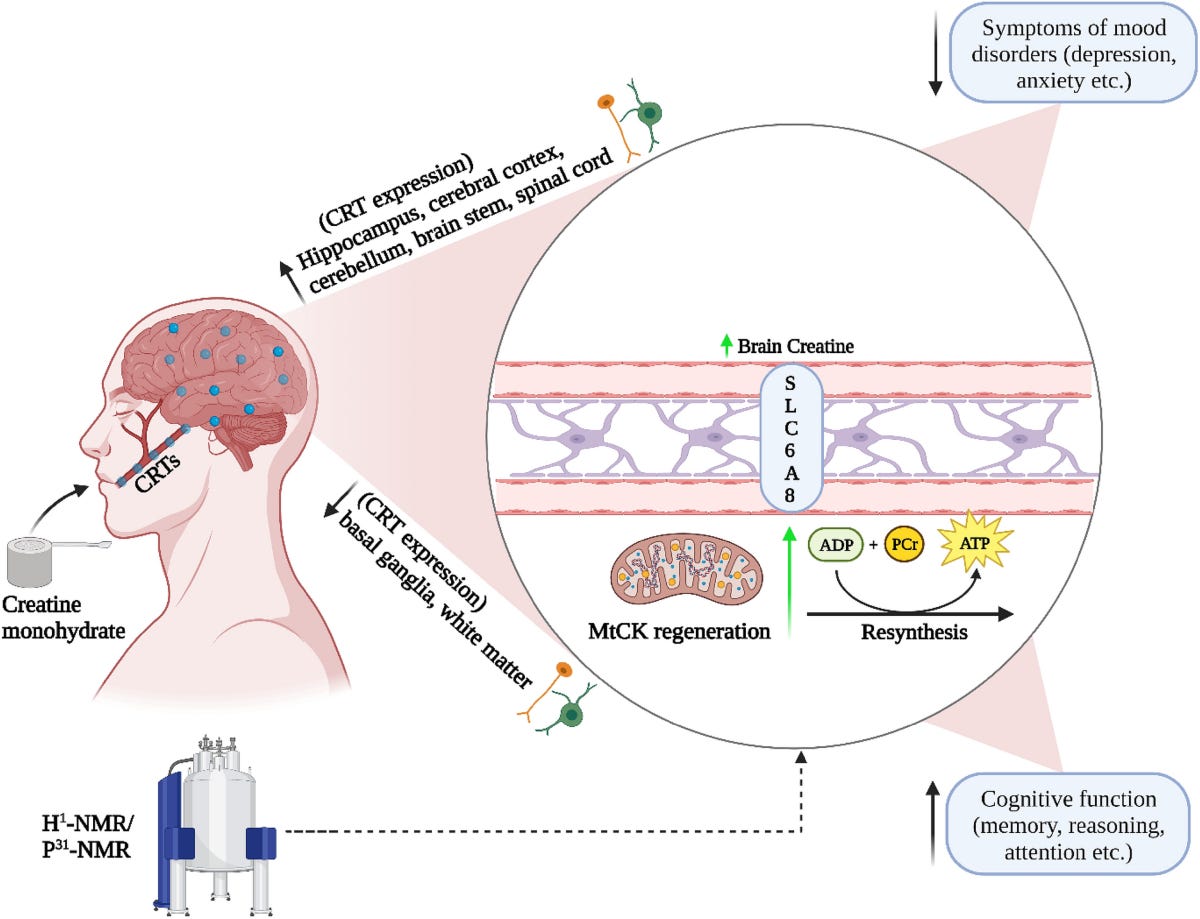 Creatine for the Sleep-Deprived Brain - by Brandon Luu, MD