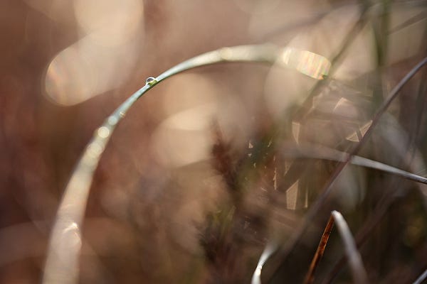 FLOW : Letters from the moss | Michela Griffith | Substack