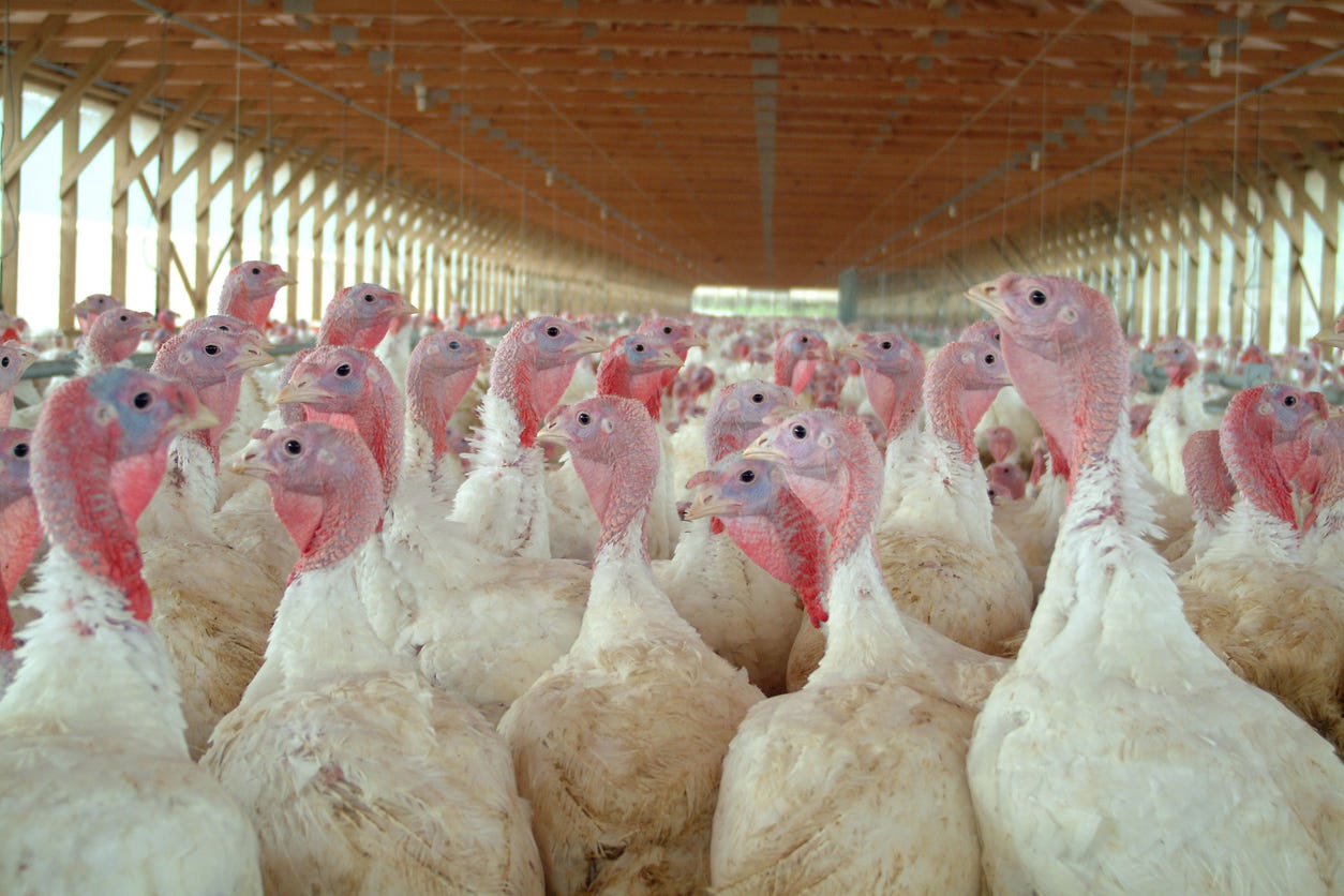 Bird Flu Hits a Consolidated Turkey Industry Ahead of Thanksgiving