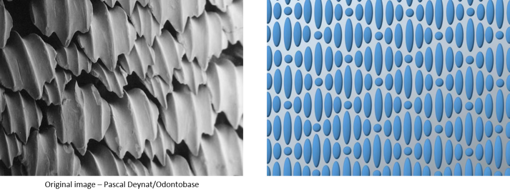 Shark Skin-Inspired Surfaces: Biomimicry in Action