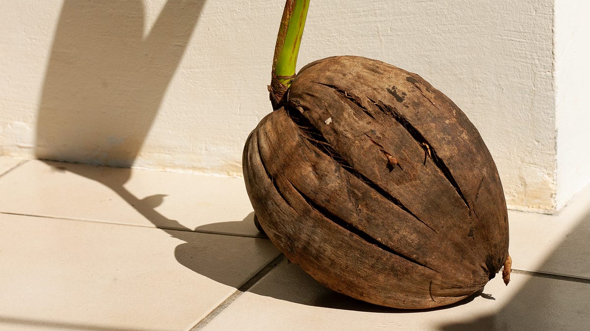 Discovering the Life Cycle of a Coconut: Stages of Growth and Development