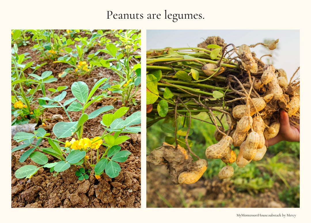 Practical Life: Growing Heirloom Peanuts, Schronce's Deep Black Peanut ...