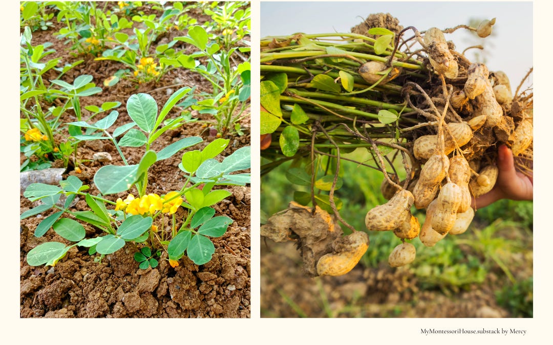 Practical Life: Growing Heirloom Peanuts, Schronce's Deep Black Peanut ...