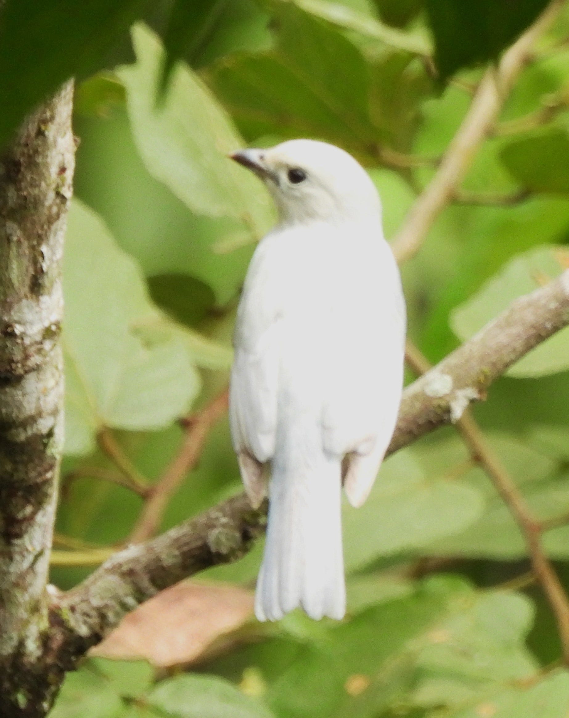 Meet Leucy - the Leucistic Northern Cardinal