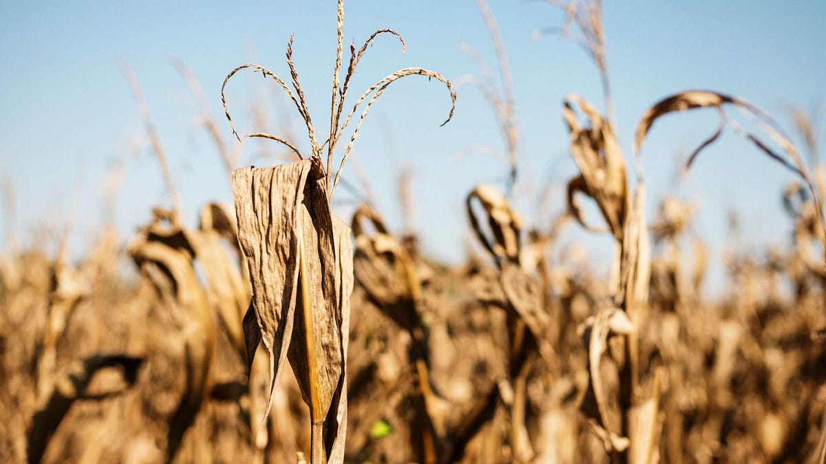 In Focus: How Republican Tariffs are Starving American Food Systems
