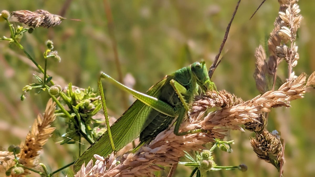 do green crickets bite
