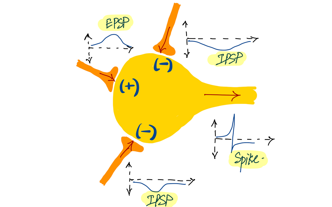 The neuron that started it all - by Nikhil Anand