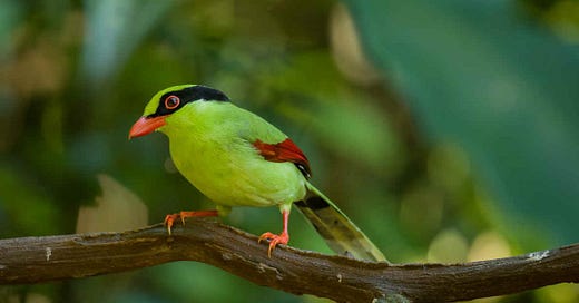 10,000 Birds | Substack