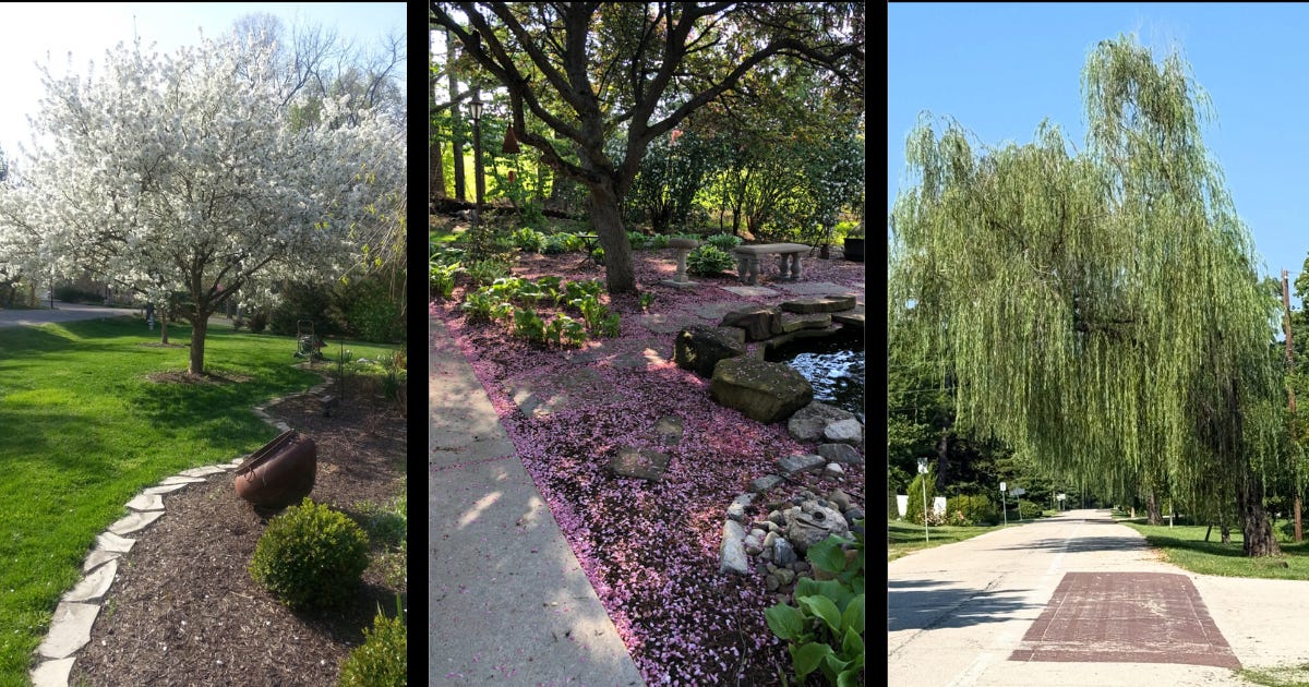 On Grief, Marcescence, and the Trees Uprooted at the White House
