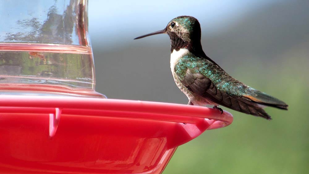 A Hummingbird Fable, - by Jessica Rath