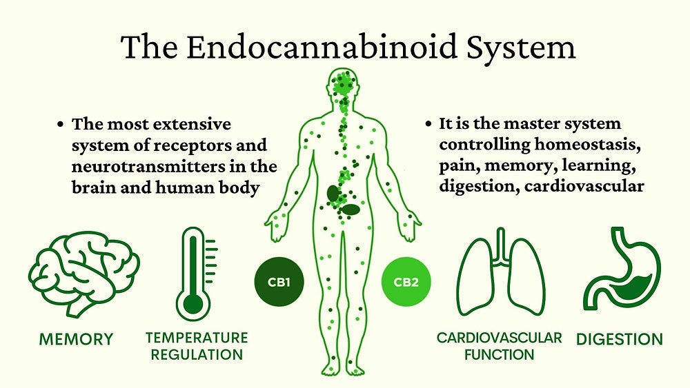 The Endocannabinoid System Explained: How Your Body Finds Balance