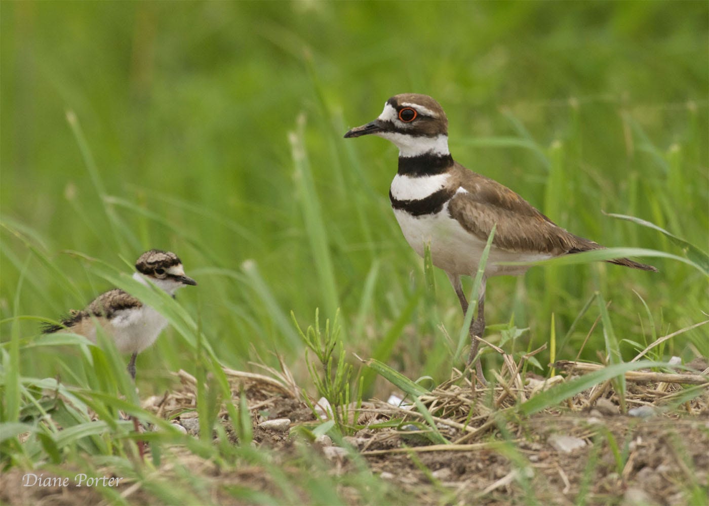 killdeer protecting babies