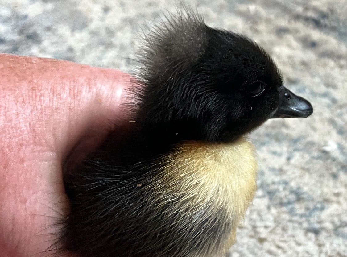 Growing The Flock Up | Natalie Sandoval | Substack