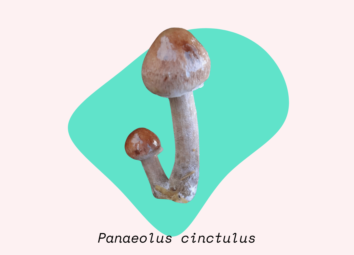 Deadly Doubles: The Poisonous Look-Alikes of Magic Mushrooms ☠️🍄