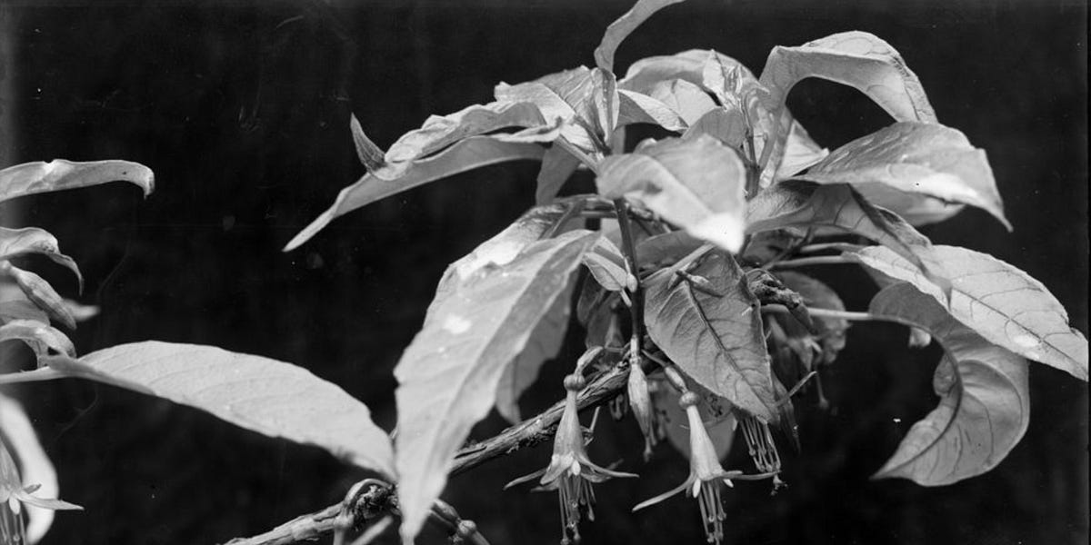 Blue - by Lou Annabell - Lou’s Substack