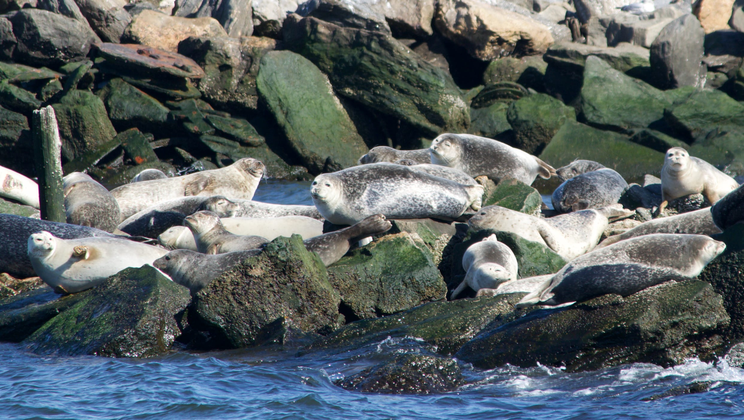 how to find harbor seals in nyc — and see that nature is healing for ...