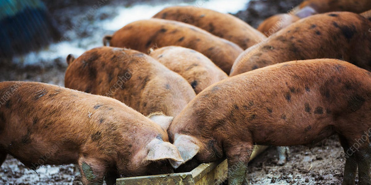 High Noon at the Golden Corral - Michael Ian Black