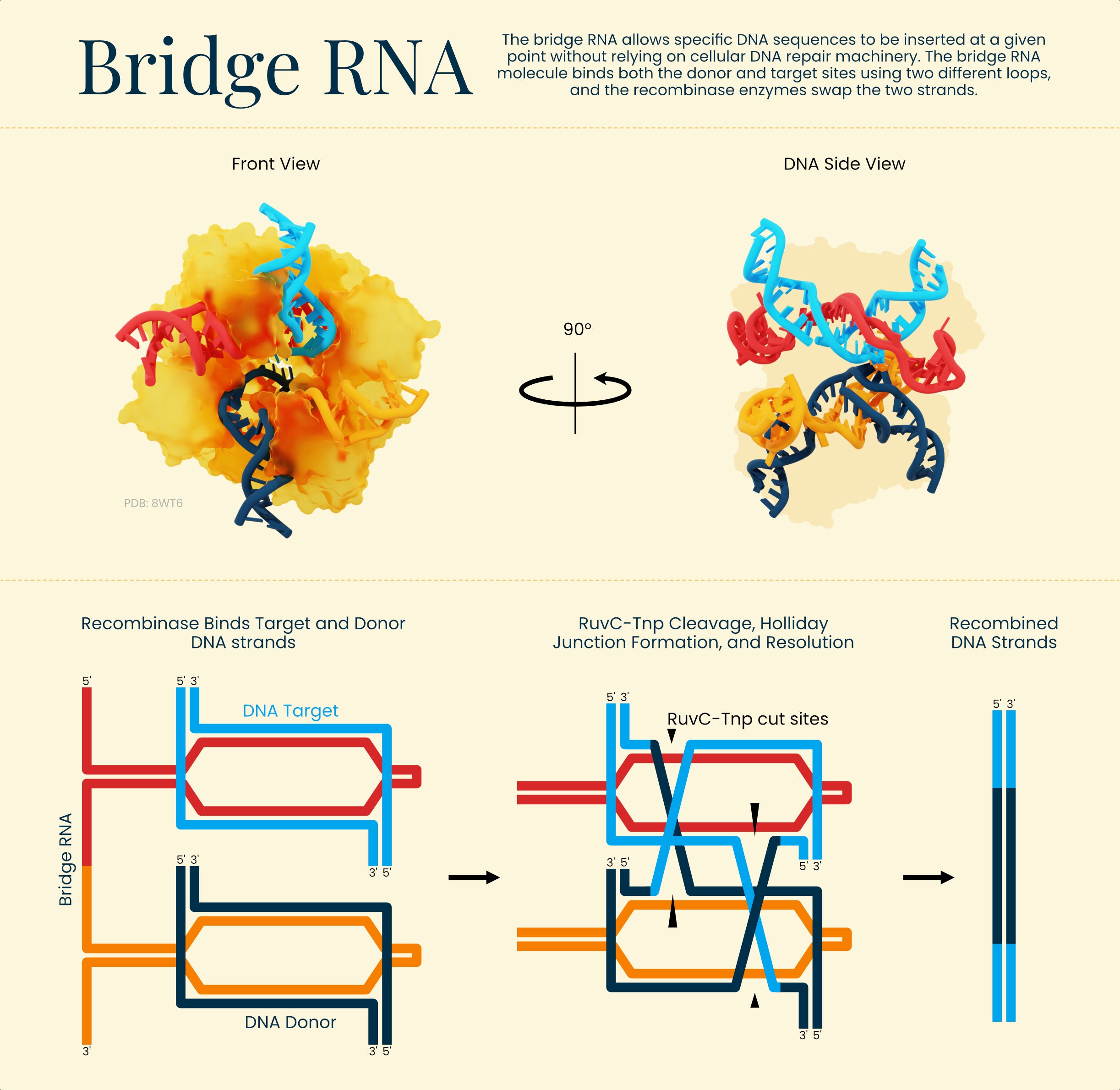 A Visual Guide to Genome Editors - by Evan DeTurk