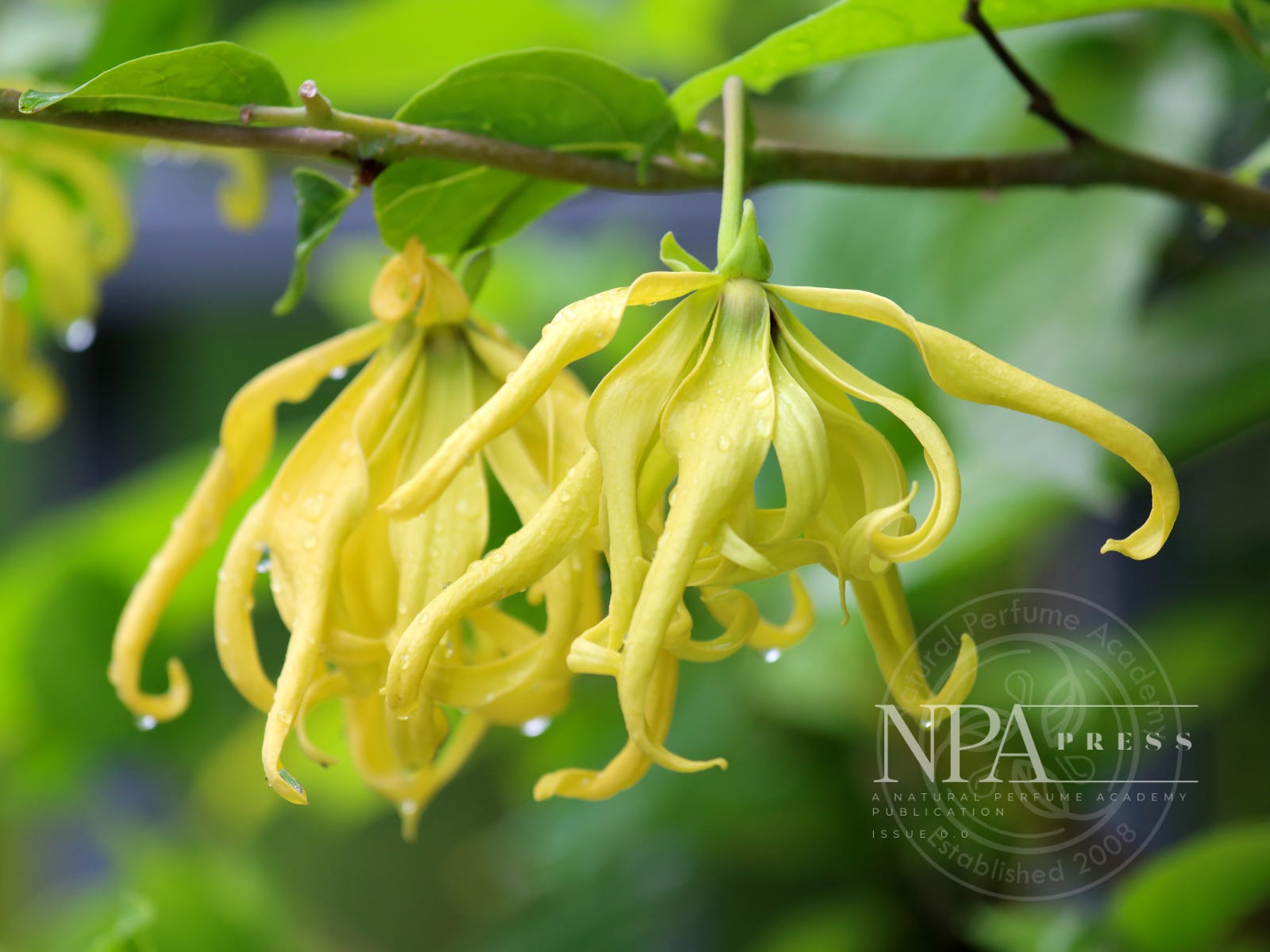 Ylang Ylang: The “Queen of Perfumes” and Its Many Forms