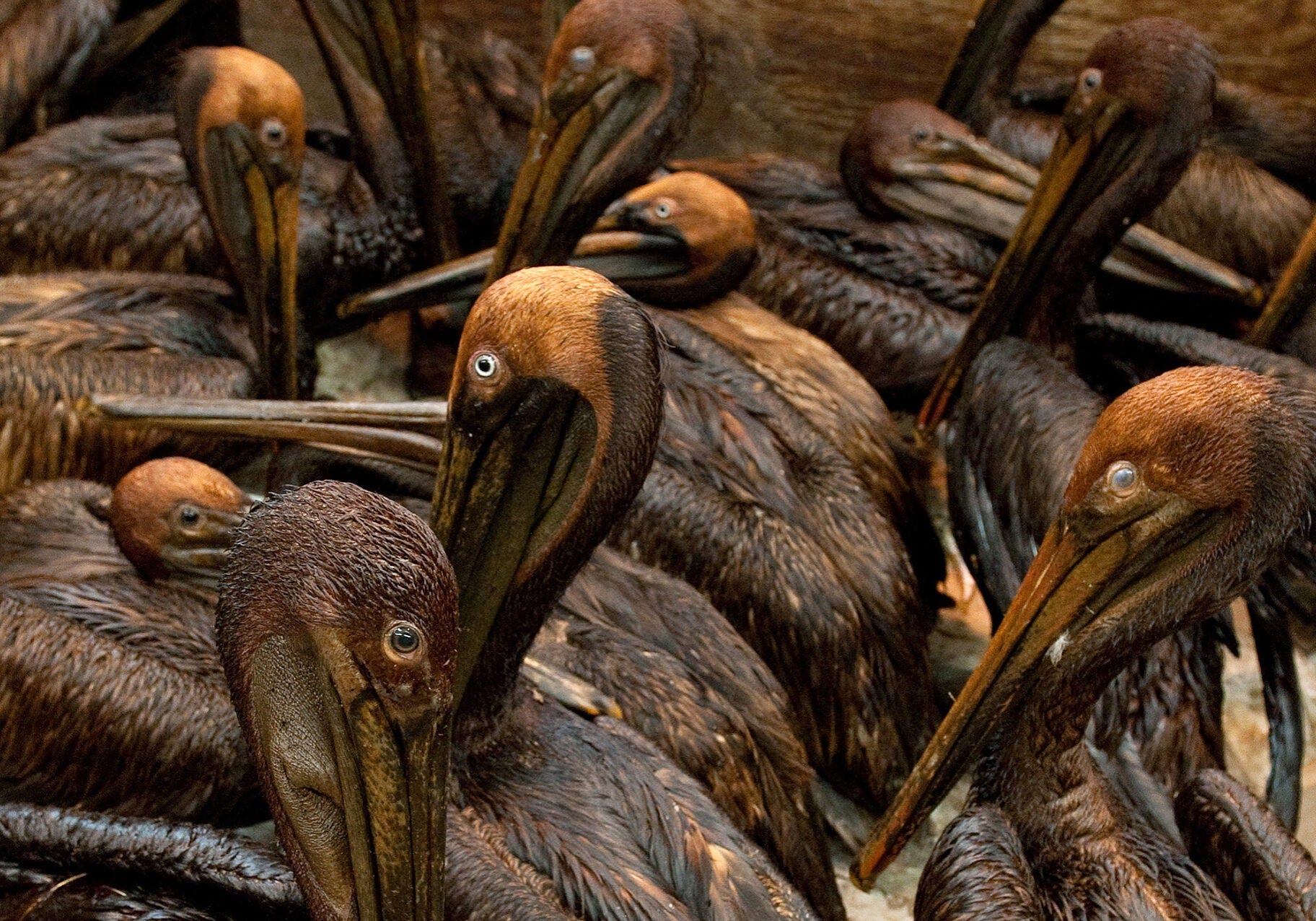 Why BP’s Kaskida Project Is a Recipe for (Yet Another) Disaster The ...