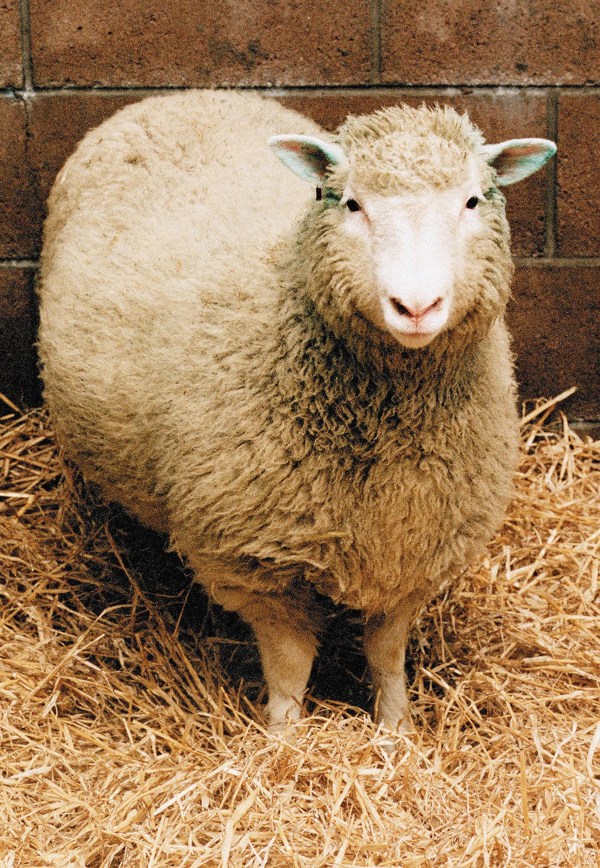 What Ever Happened to Dolly the Sheep? - Courtney Zeni