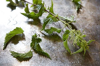 In the Kitchen with Chef John Ash | Substack