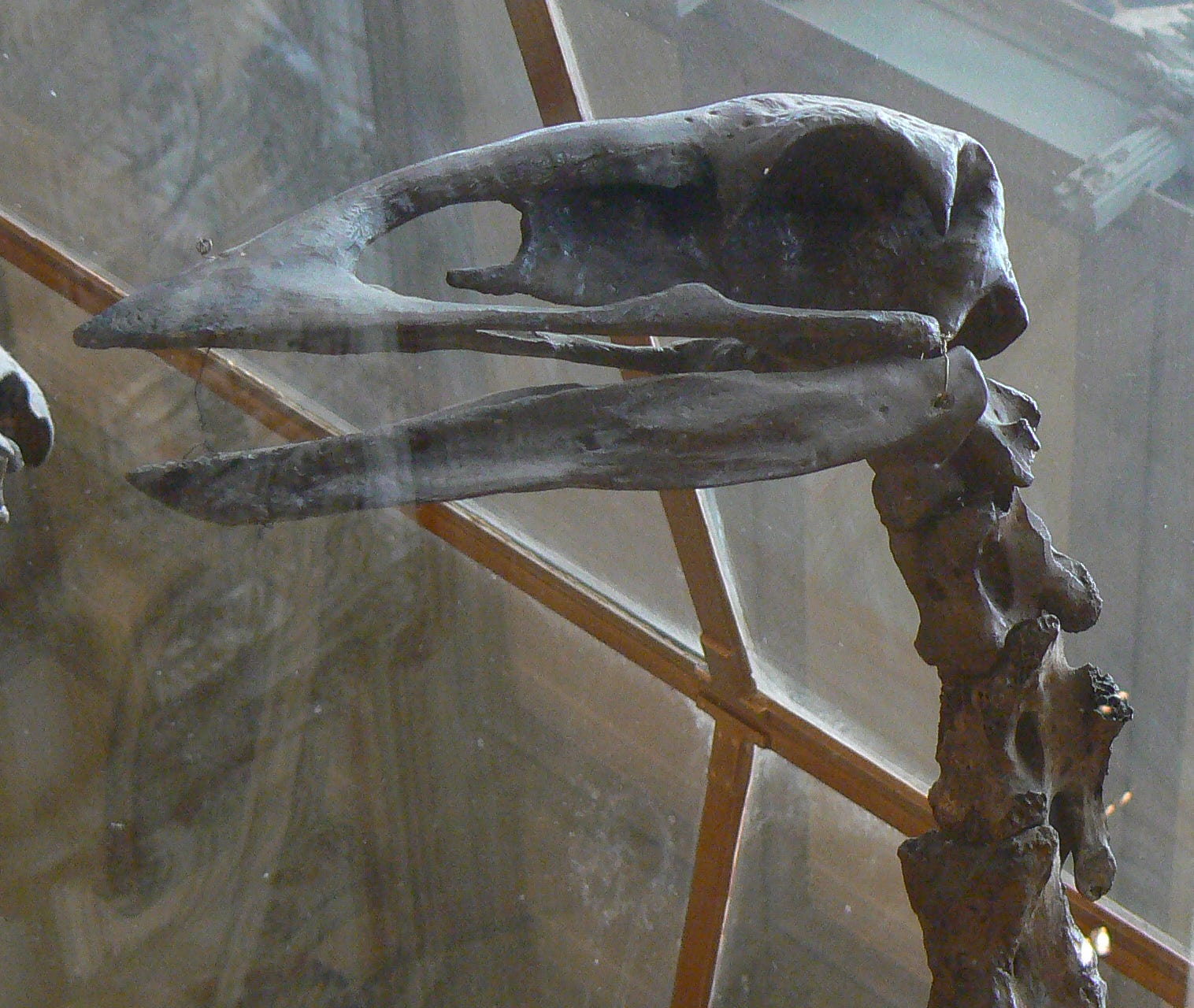 Elephant Birds: Feathered Giants of Madagascar